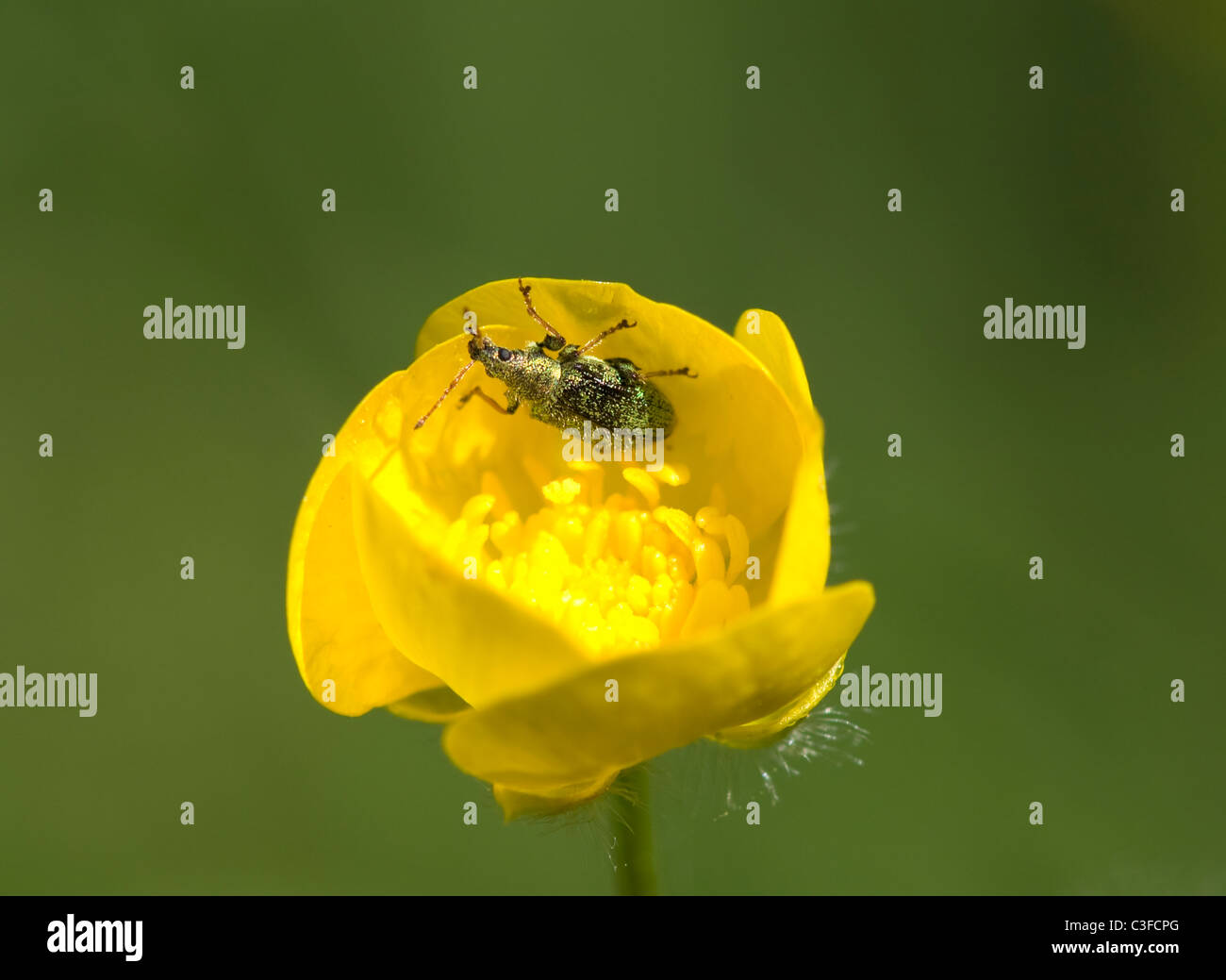 Phyllobius argentatus hi-res stock photography and images - Alamy