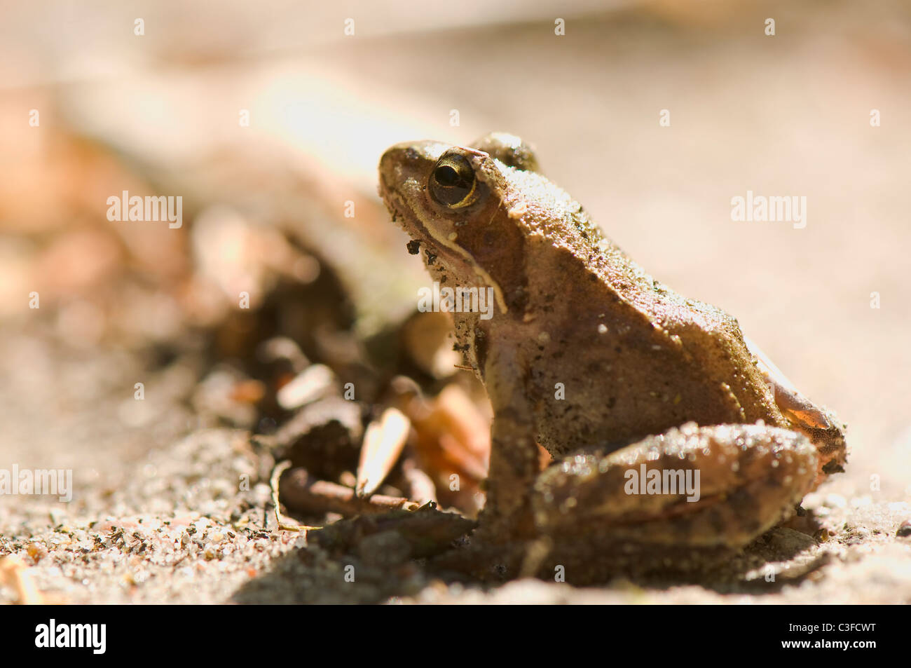 Frog surgery hi-res stock photography and images - Alamy
