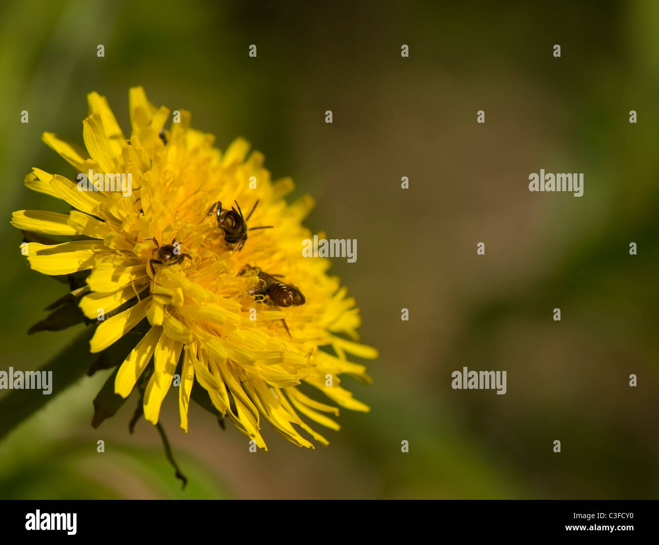 Nomada wasp hi-res stock photography and images - Alamy