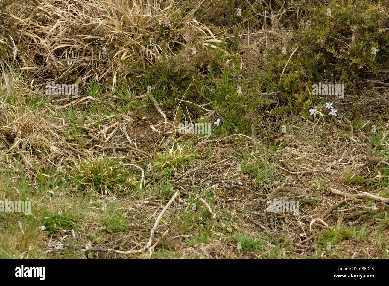 Pale Dog-violet, viola lactea Stock Photo - Alamy