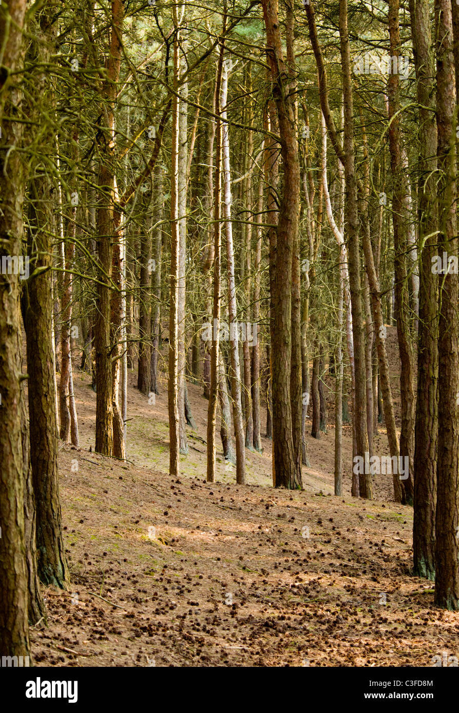 Tall straight trunks trees in hi-res stock photography and images - Alamy