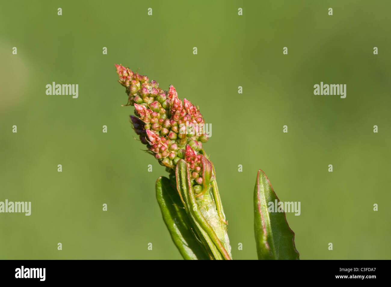 Dock Rumex obtusifolius Stock Photo - Alamy