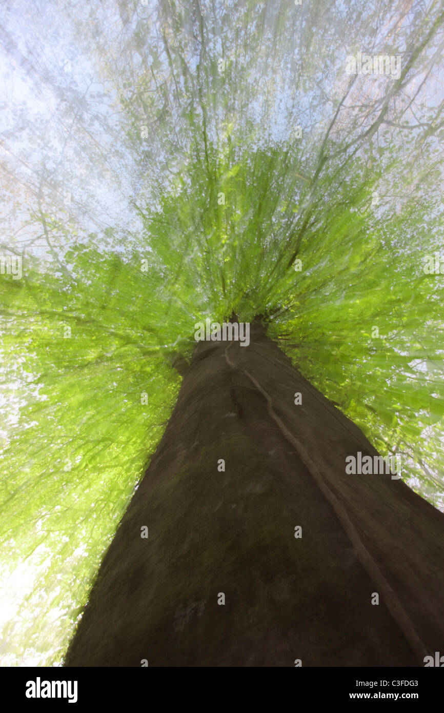 Zoomed image of tree hi-res stock photography and images - Alamy