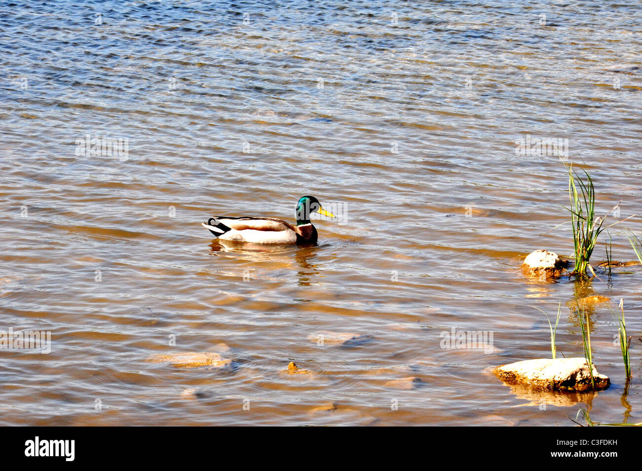 Outdoor ducks swimming hi-res stock photography and images - Alamy