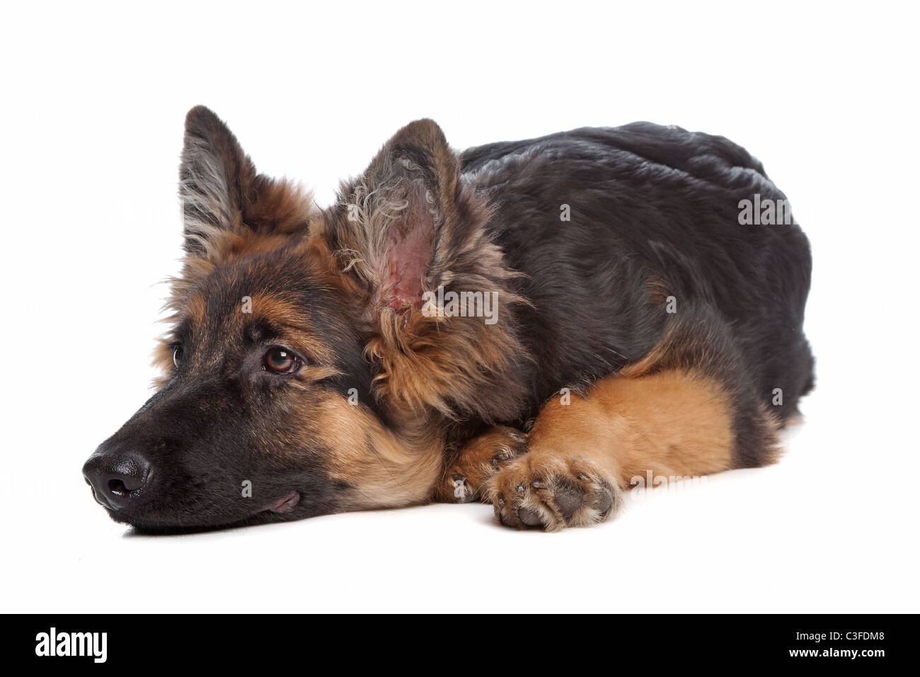 German Shepherd puppy in front of a white background Stock Photo - Alamy