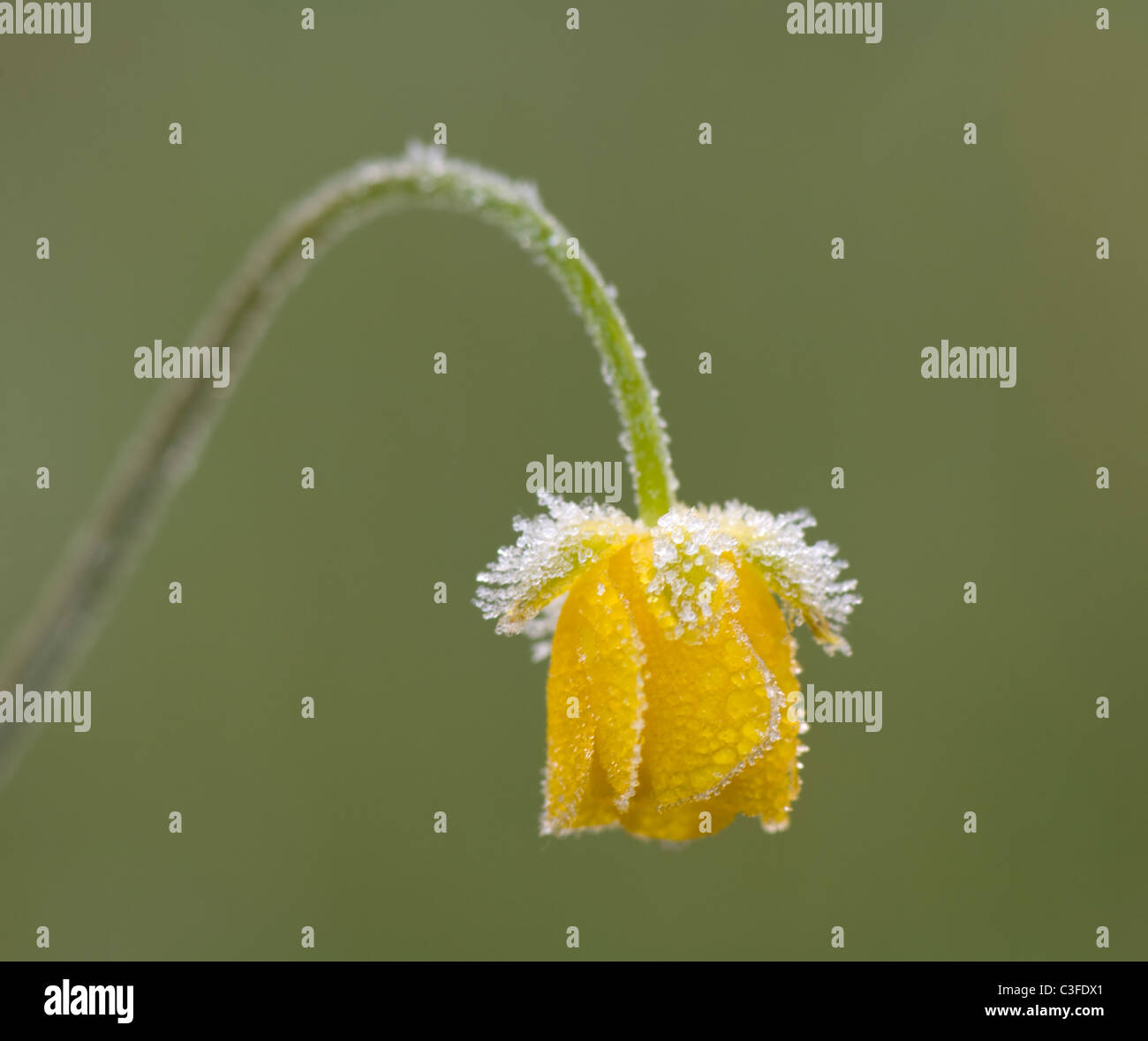 Frost details hi-res stock photography and images - Alamy