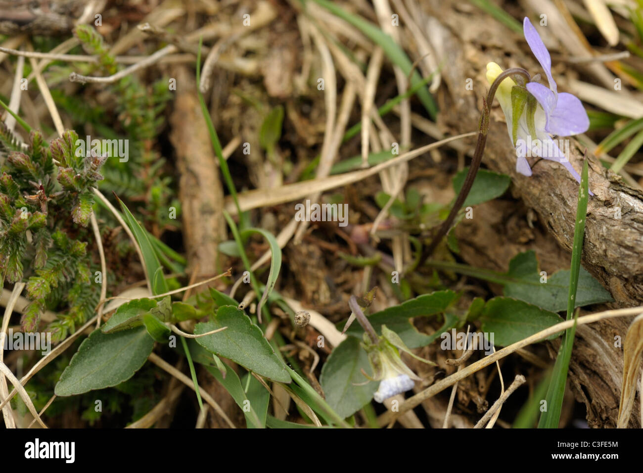 Pale Dog-violet, viola lactea Stock Photo - Alamy
