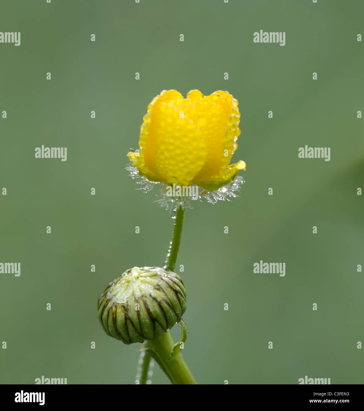 Buttercup vegetation hi-res stock photography and images - Alamy