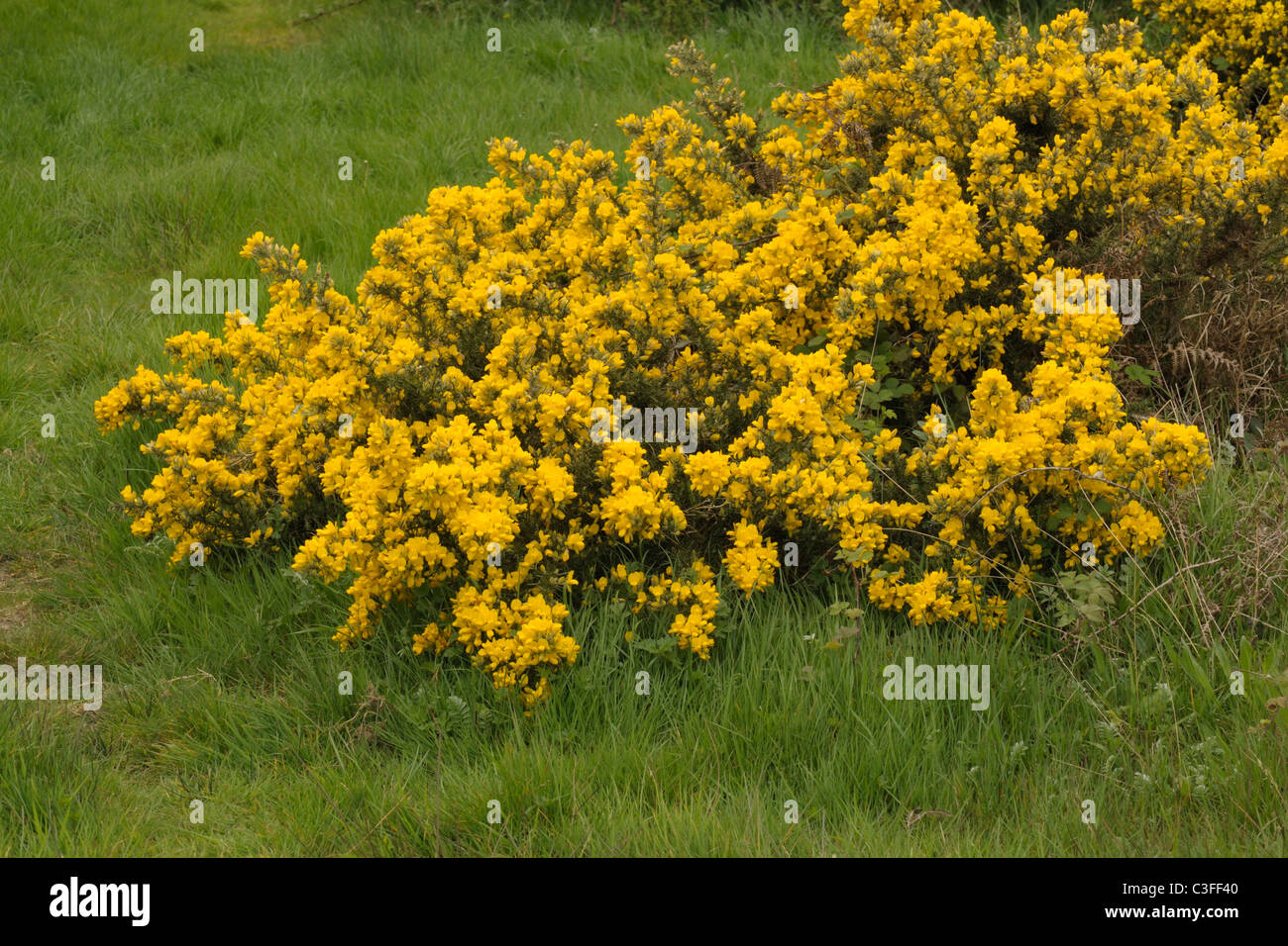 Yellow Bush Pea High Resolution Stock Photography and Images - Alamy