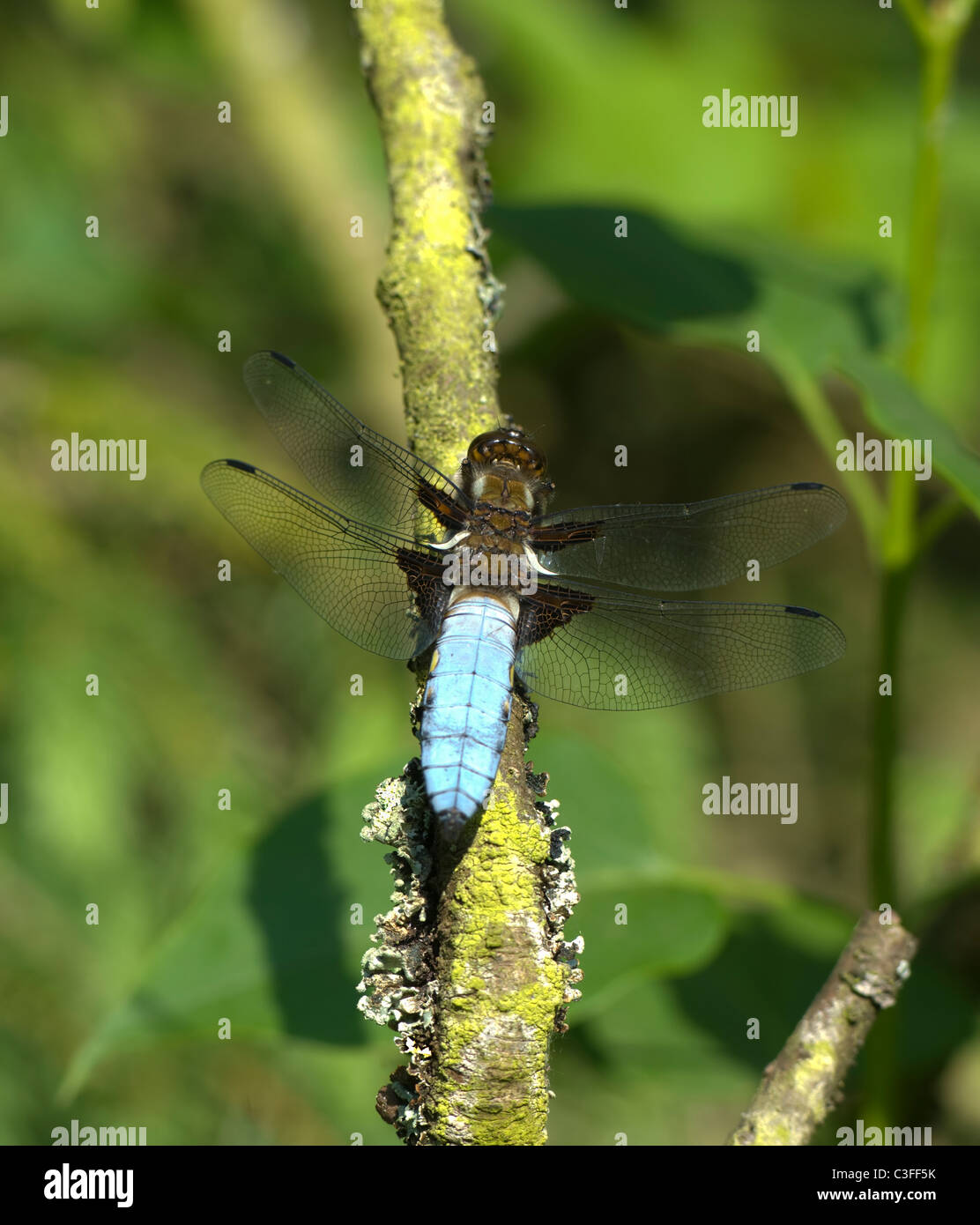 Blue darter hi-res stock photography and images - Alamy
