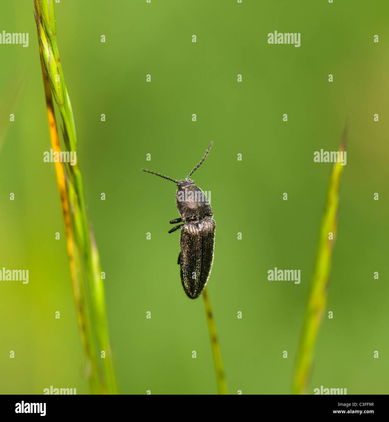 Ground beetle france hi-res stock photography and images - Alamy