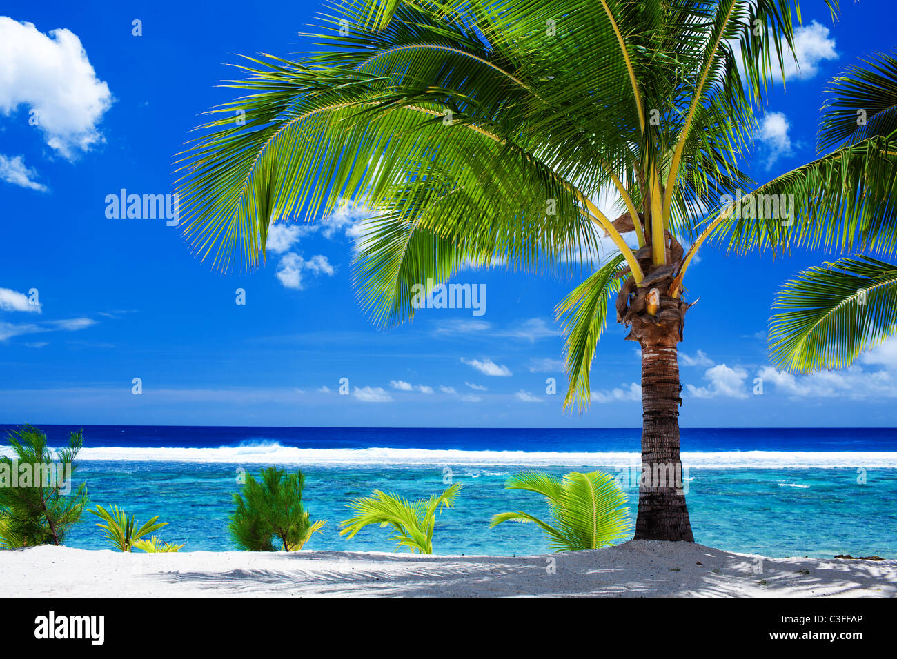 Single palm tree overlooking amazing blue lagoon Stock Photo - Alamy