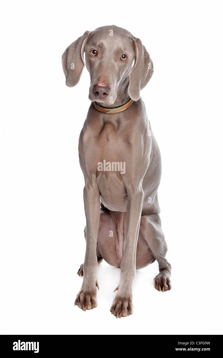 weimaraner dog in front of a white background Stock Photo - Alamy