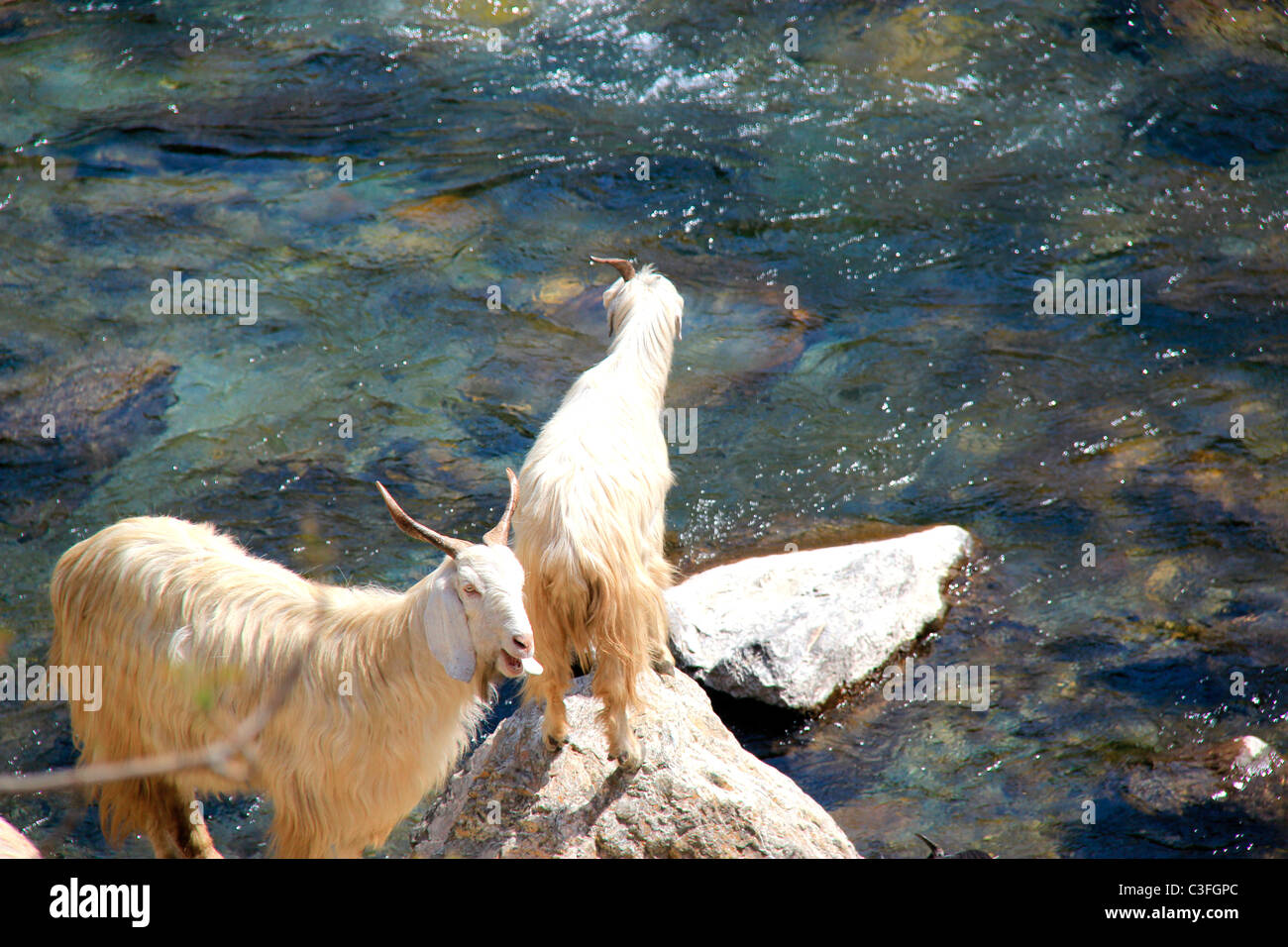 Goats water hi-res stock photography and images - Alamy