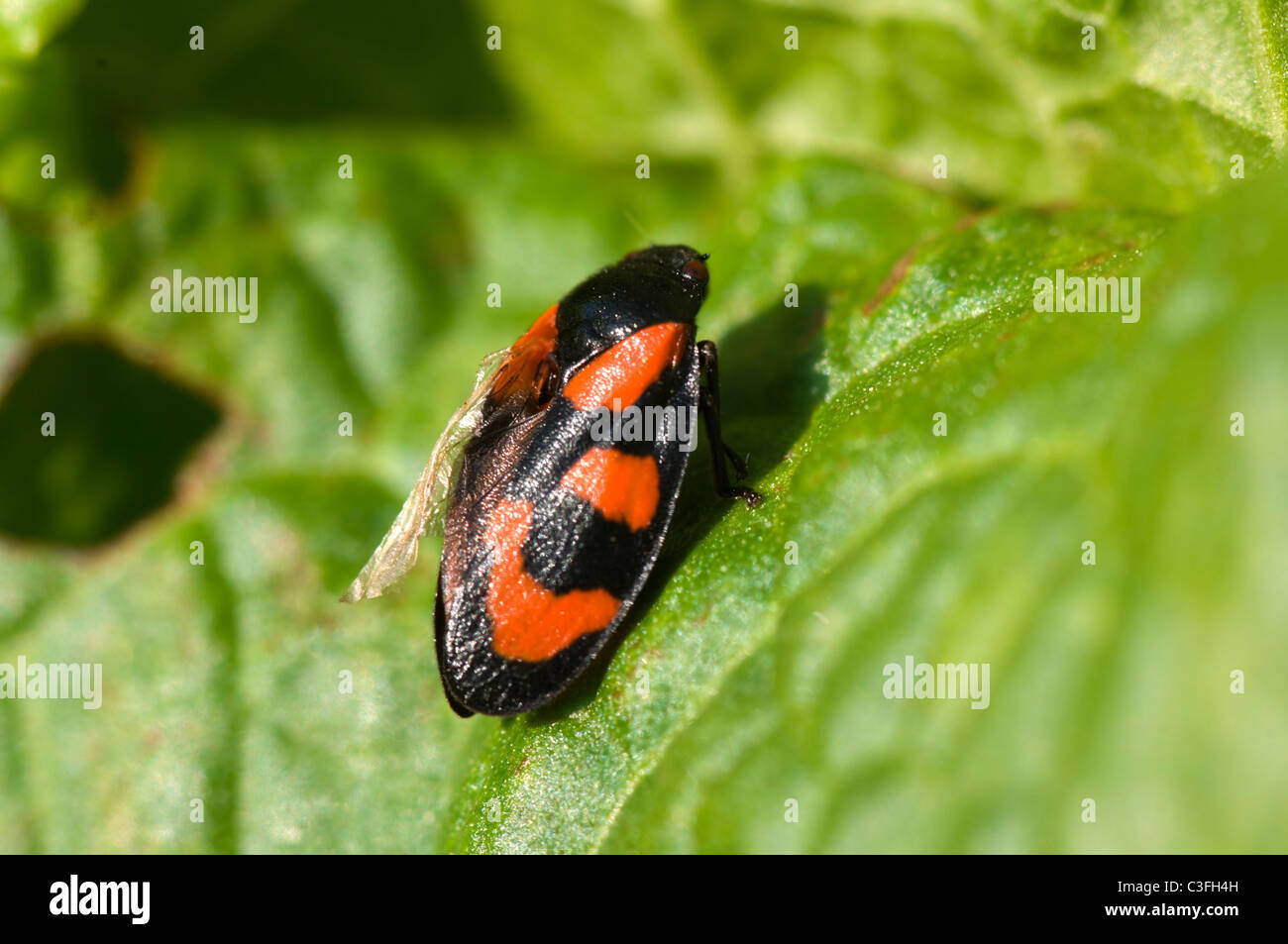 Froghopper on a leaf hi-res stock photography and images - Alamy