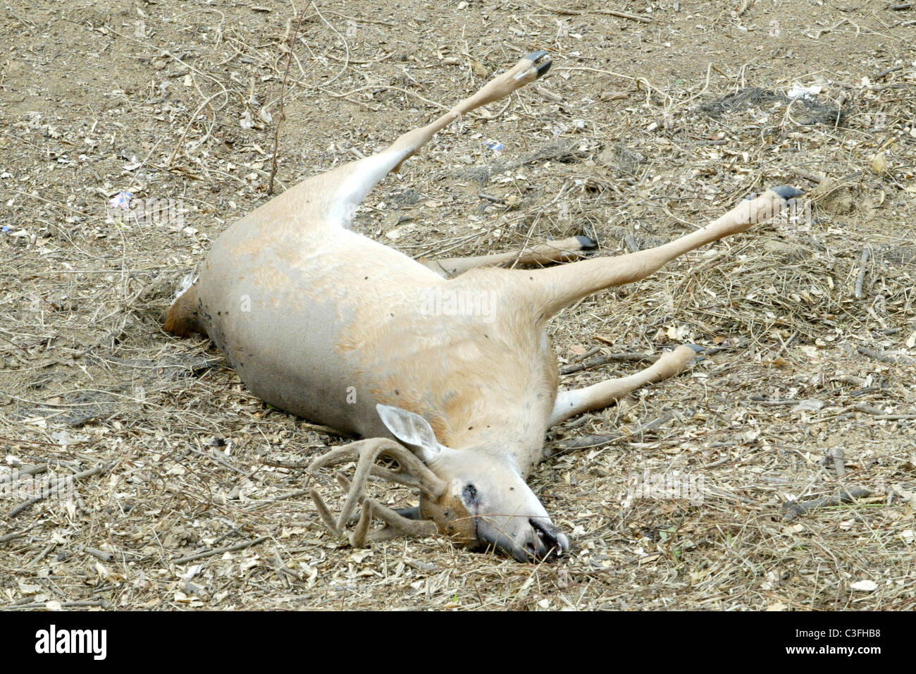 Dead deer hi-res stock photography and images - Alamy