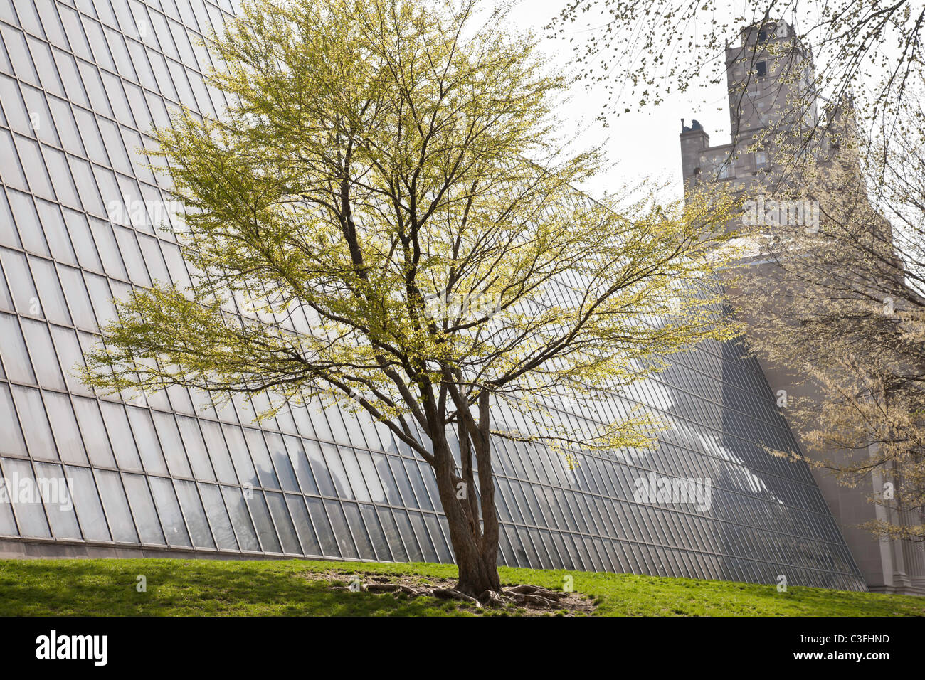 Springtime Tree Outside South Wall Of Metropolitan Museum of Art ...