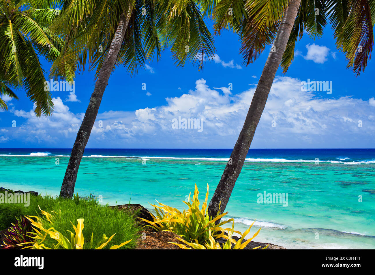 Single palm tree overlooking amazing blue lagoon Stock Photo - Alamy