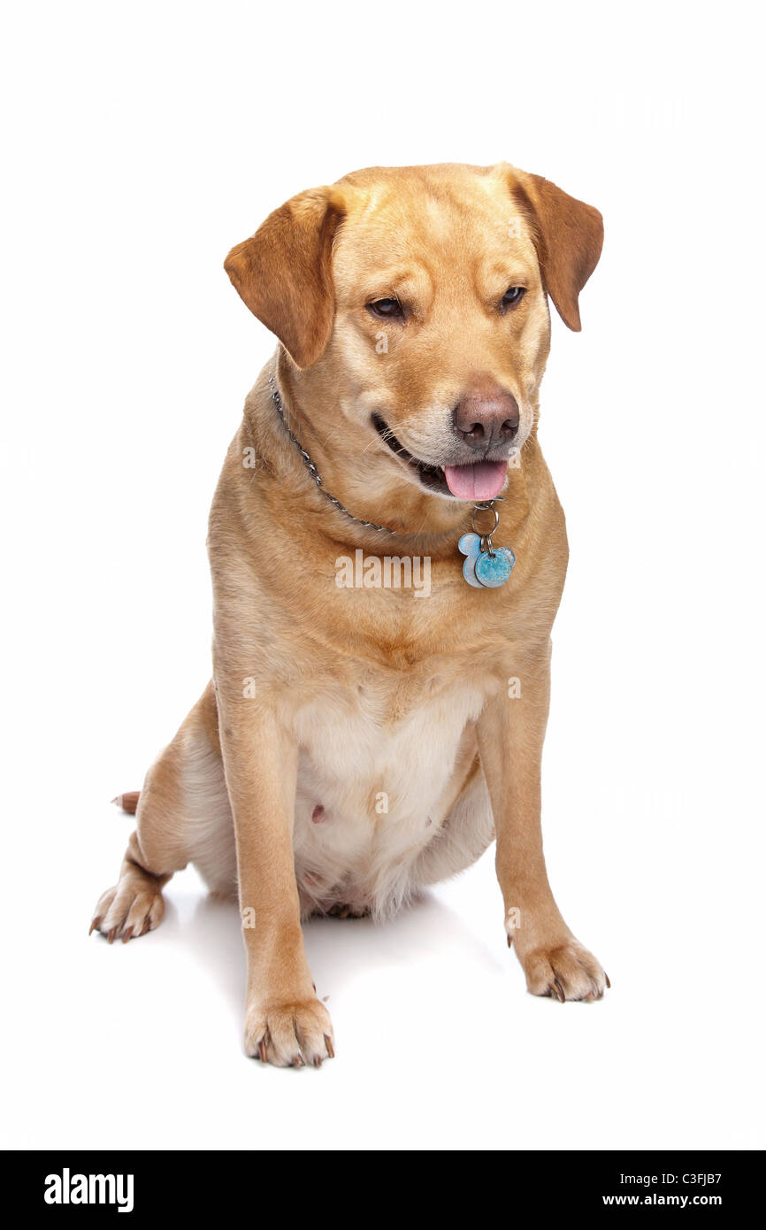 Labrador retriever in front of a white background Stock Photo - Alamy