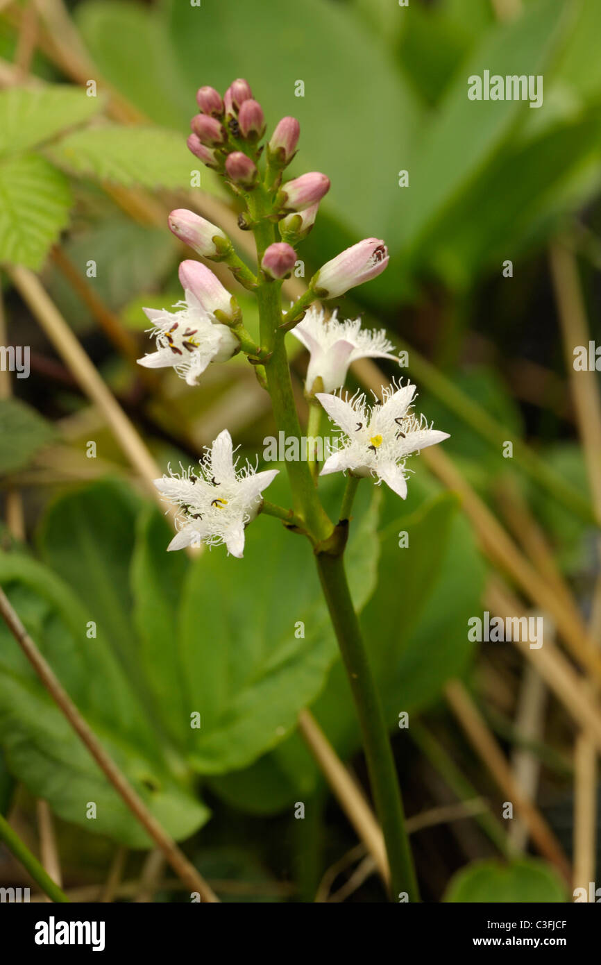 Bogbean hi-res stock photography and images - Alamy