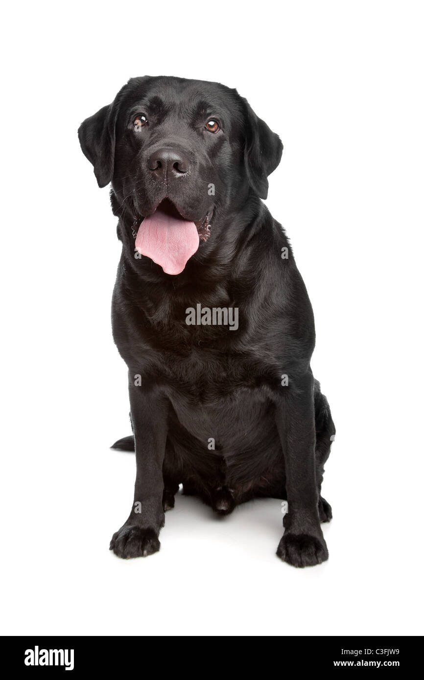 Labrador retriever in front of a white background Stock Photo - Alamy