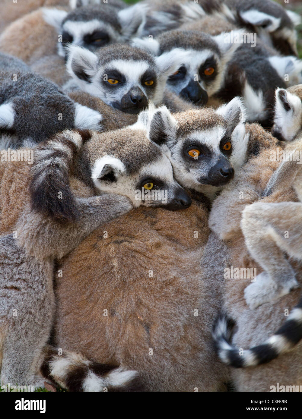 Group of lemurs hi-res stock photography and images - Alamy