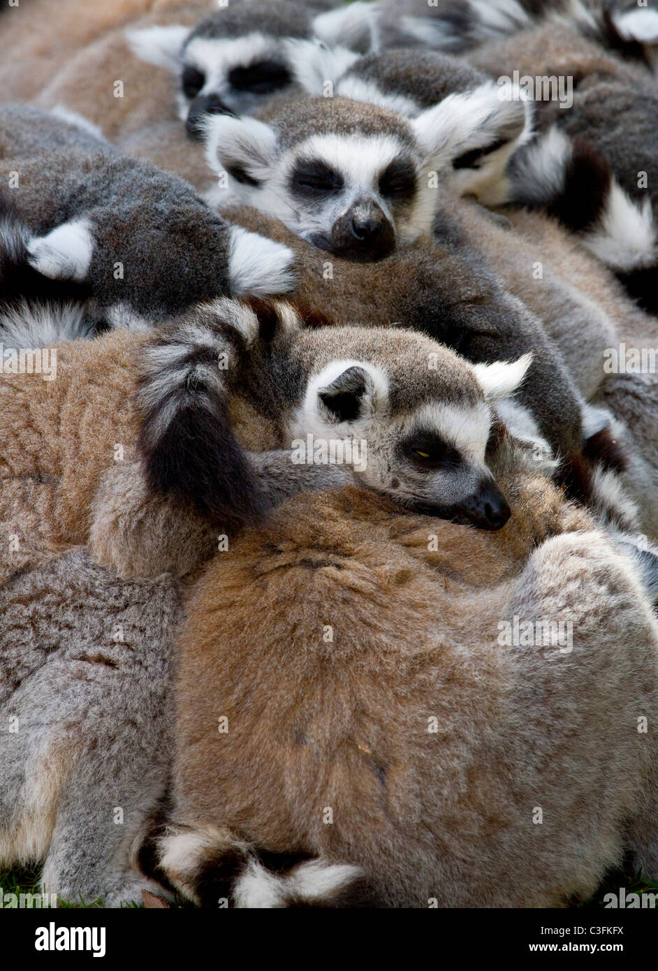 Group of lemurs hi-res stock photography and images - Alamy
