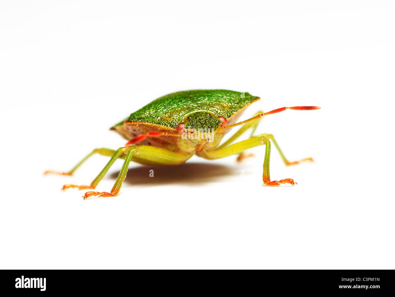 Uk shield bug hi-res stock photography and images - Alamy