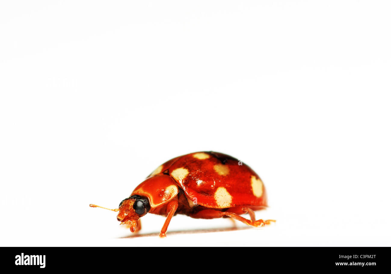 small red and white beetle on white background Stock Photo - Alamy
