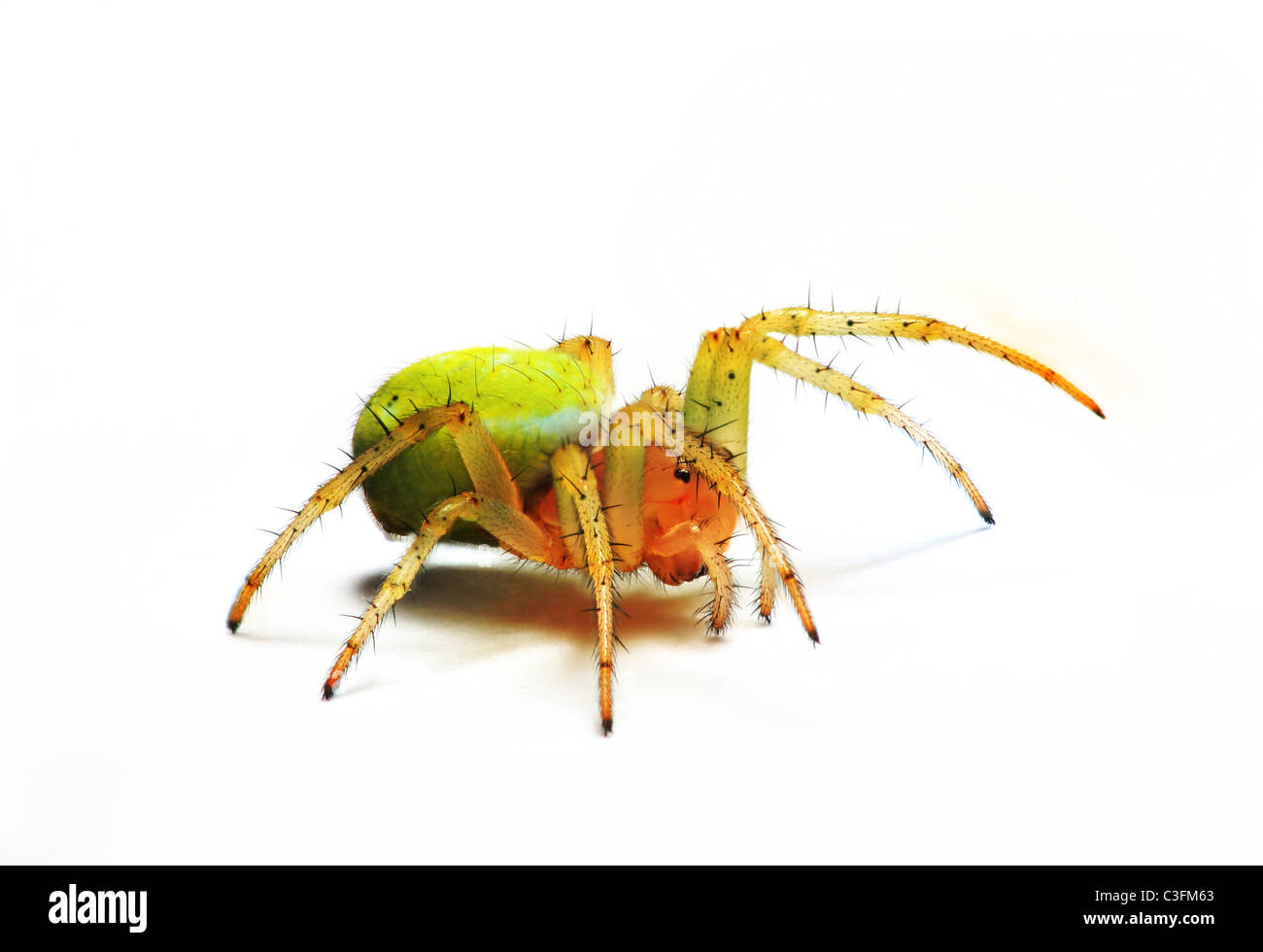 Cucumber spider (Araniella cucurbitina) on white background Stock Photo ...
