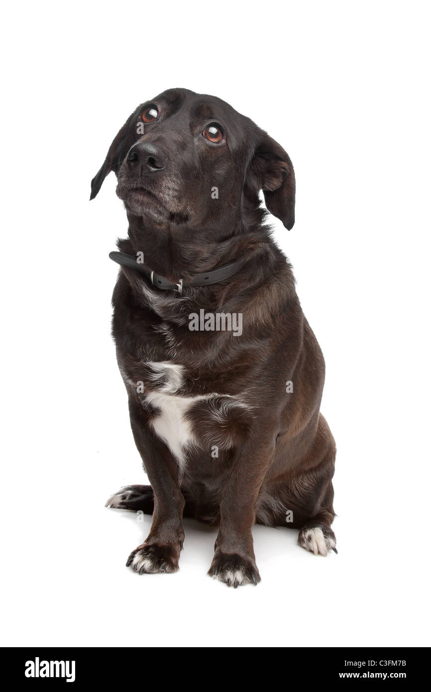Labrador retriever in front of a white background Stock Photo - Alamy