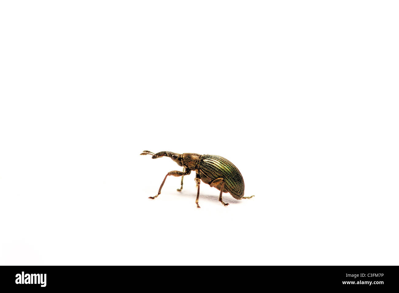Weevil on white background Stock Photo - Alamy