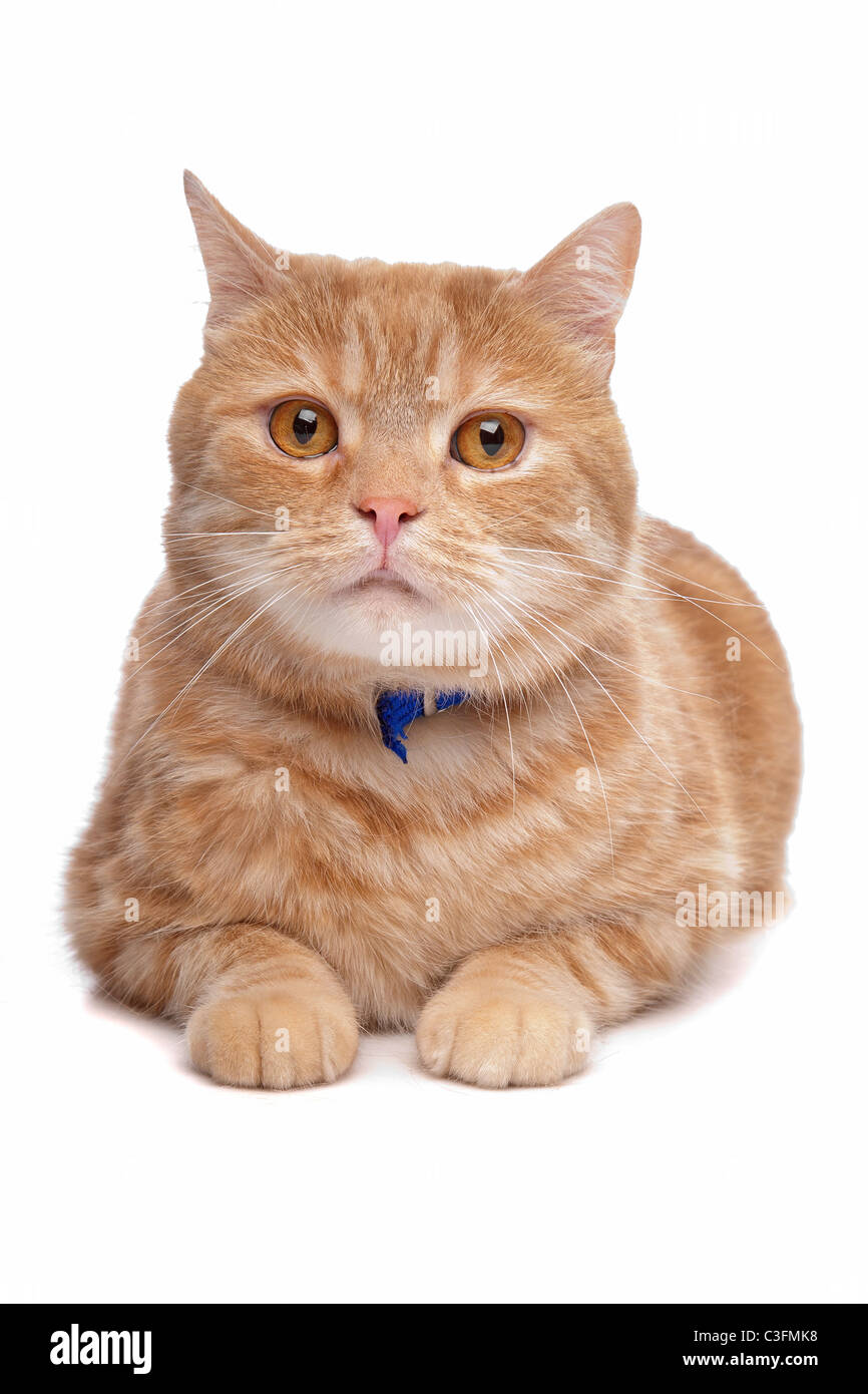 red exotic short-haired maine coon cat in front of a white background ...