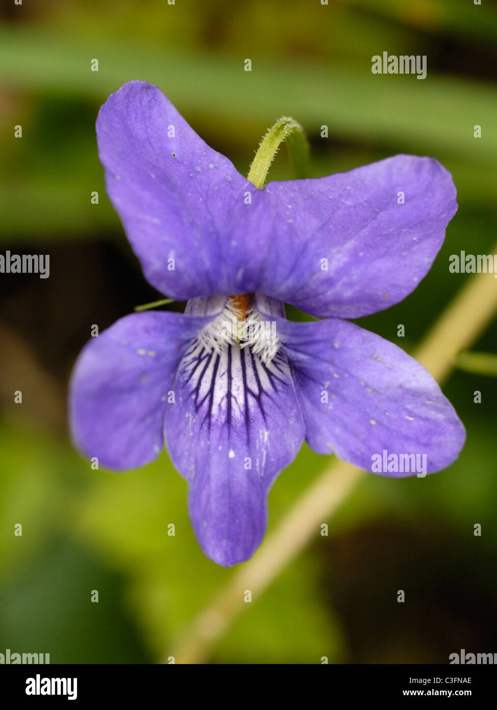 Common Dog-violet, viola riviniana Stock Photo - Alamy