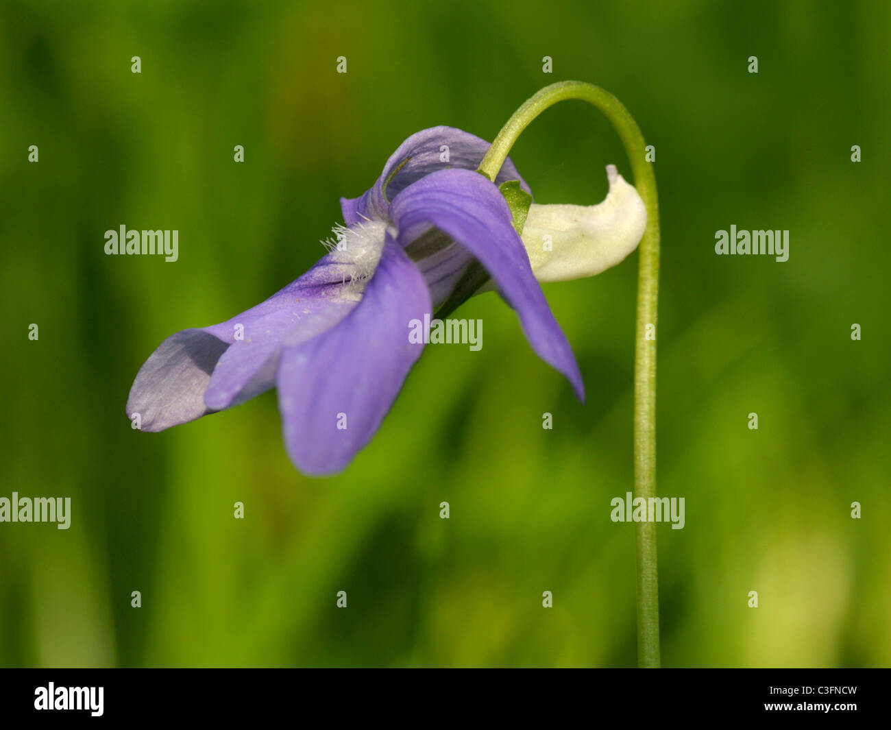 Common Dog-violet, viola riviniana Stock Photo - Alamy