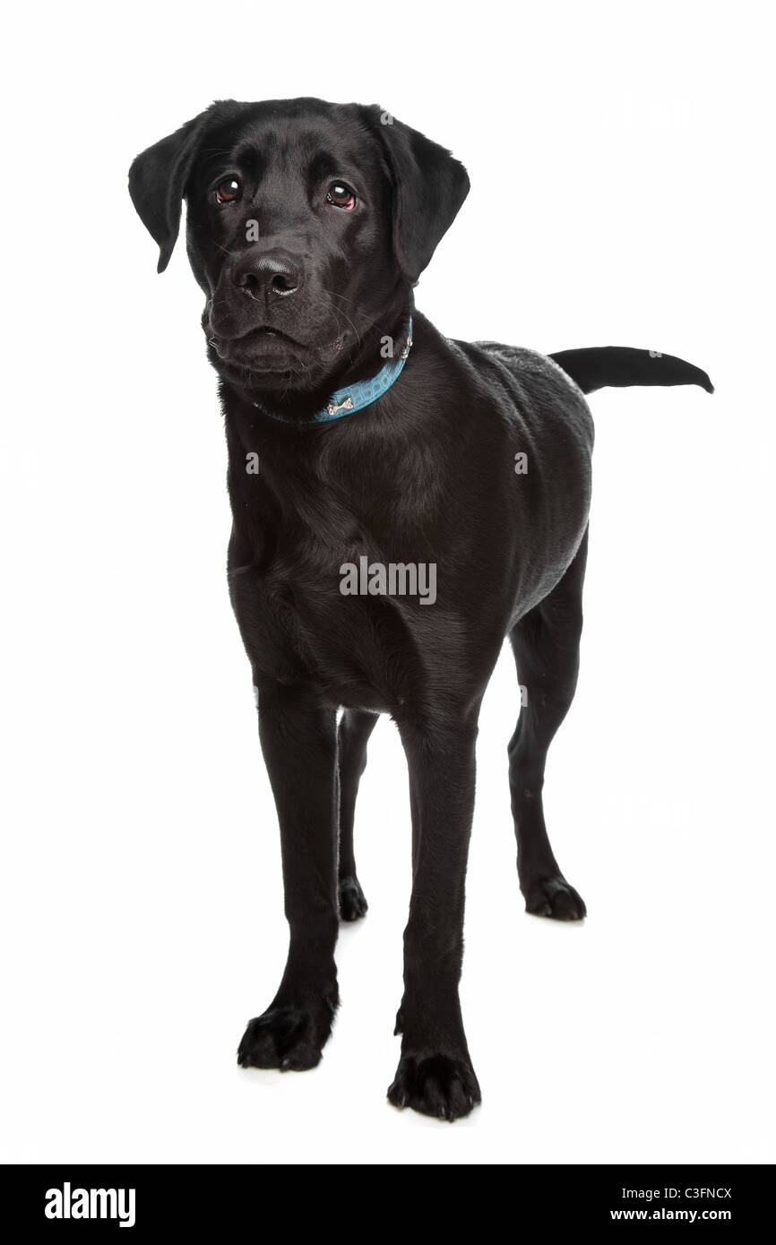 Labrador retriever in front of a white background Stock Photo - Alamy