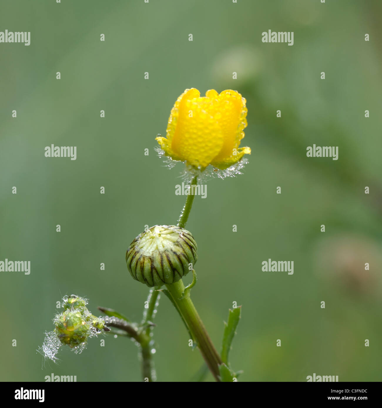Buttercup vegetation hi-res stock photography and images - Alamy