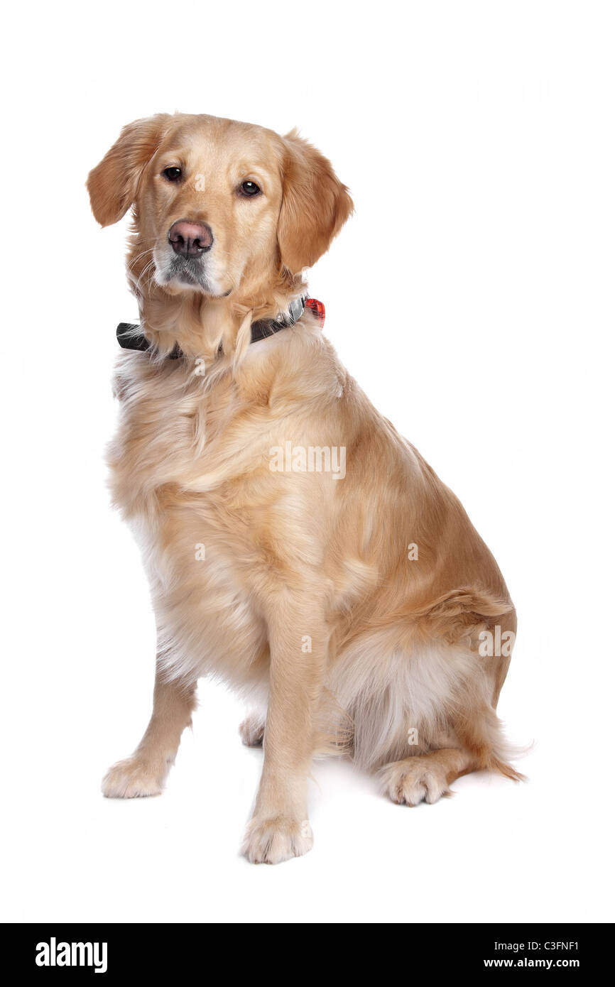 Labrador retriever in front of a white background Stock Photo - Alamy
