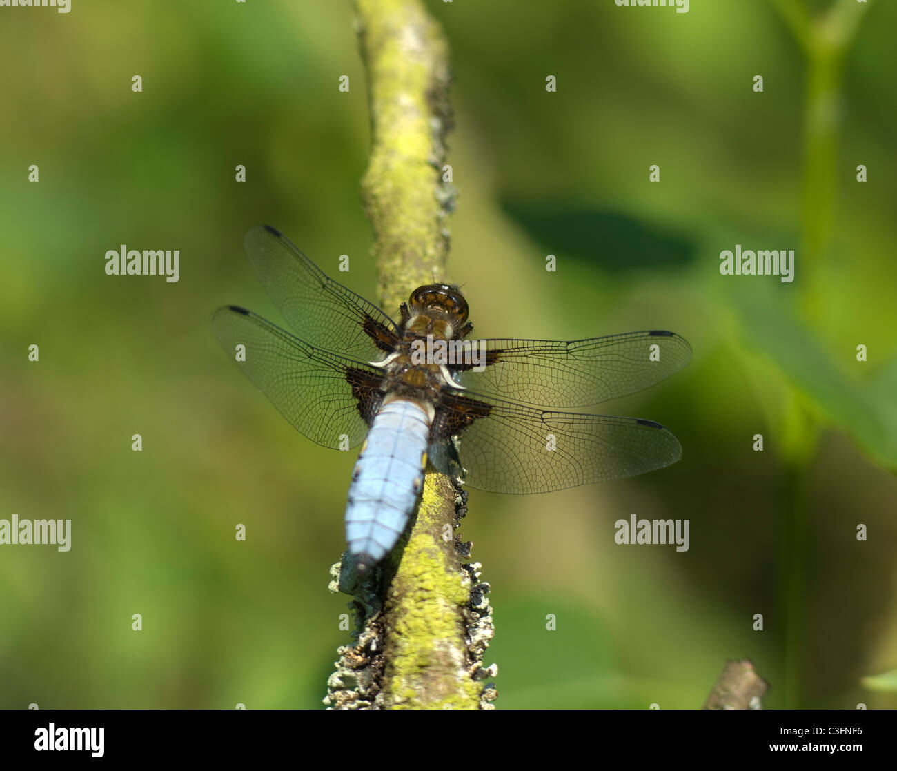 Blue darter hi-res stock photography and images - Alamy