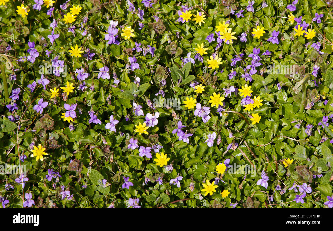 Pretty companionship of Common Dog Violet Viola riviniana and Lesser ...