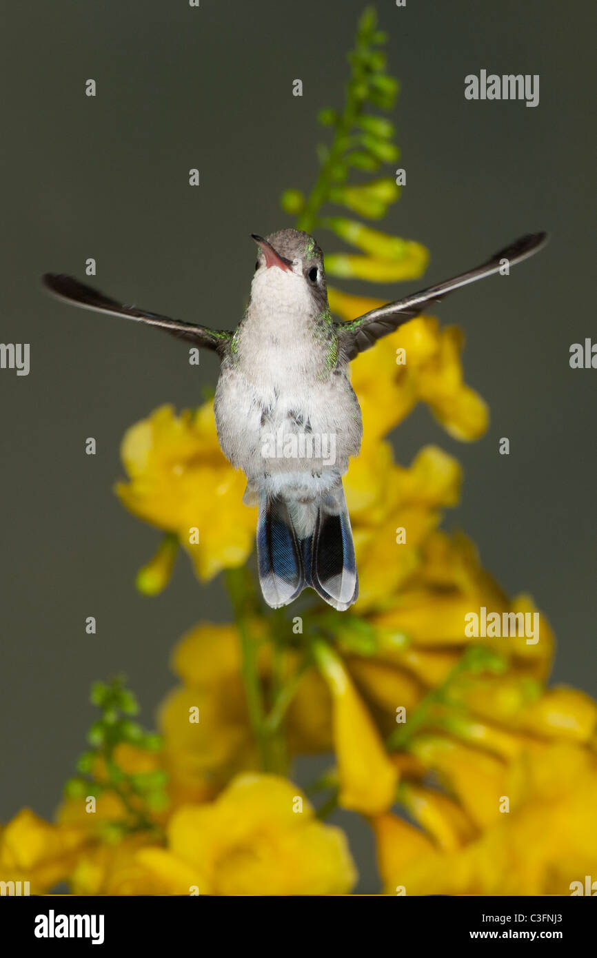 Broad-billed Hummingbird Female Flying, Hovering Stock Photo - Alamy