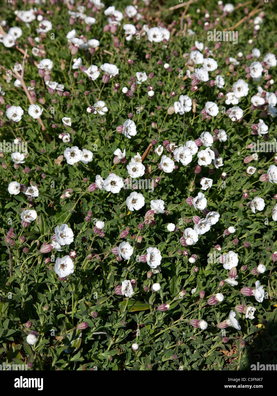 Sea Campion Silene maritima forming thick cushions on coastal cliffs ...
