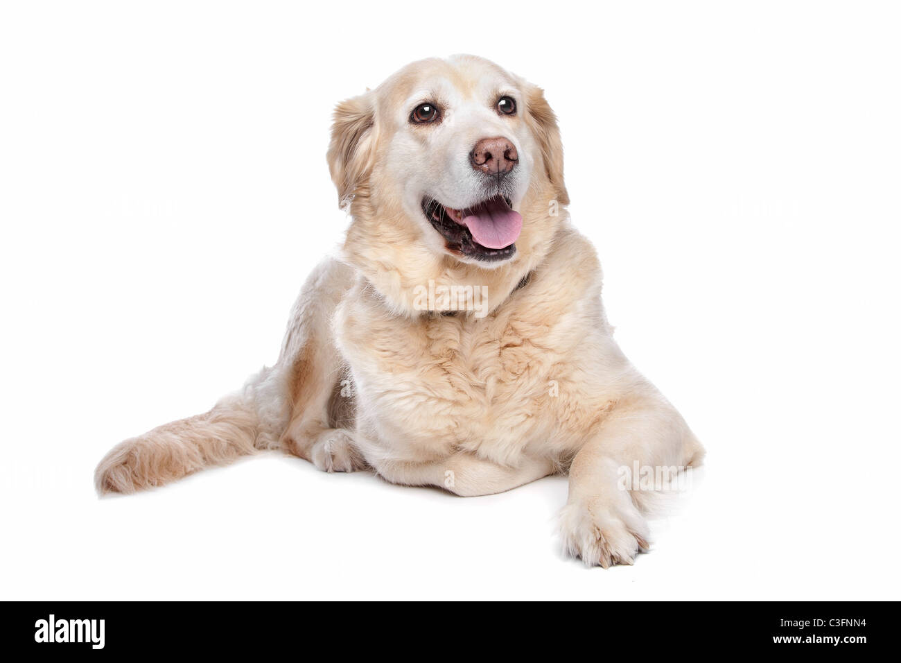 Labrador retriever in front of a white background Stock Photo - Alamy