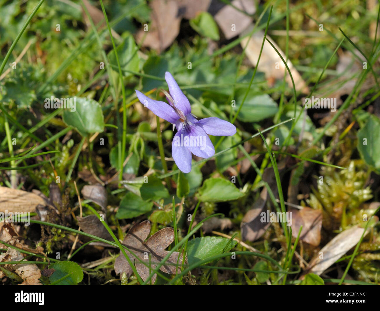 Early Dog-violet, viola reichenbachiana Stock Photo - Alamy