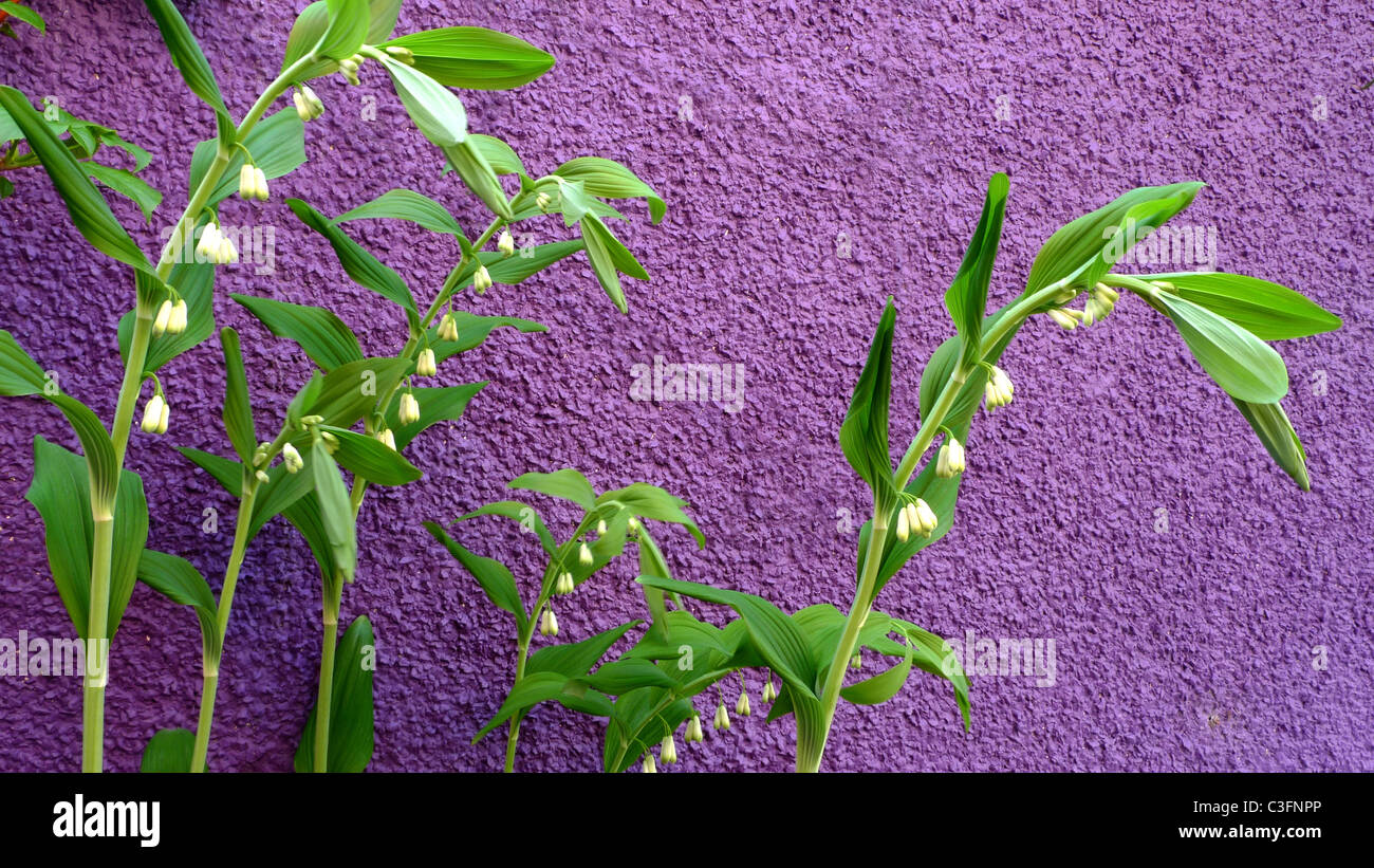 Solomons Wall High Resolution Stock Photography and Images - Alamy