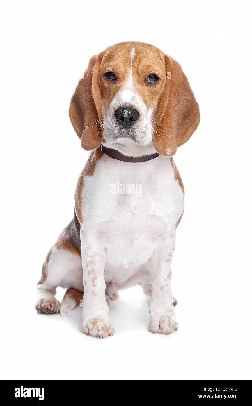Beagle dog in front of a white background Stock Photo - Alamy