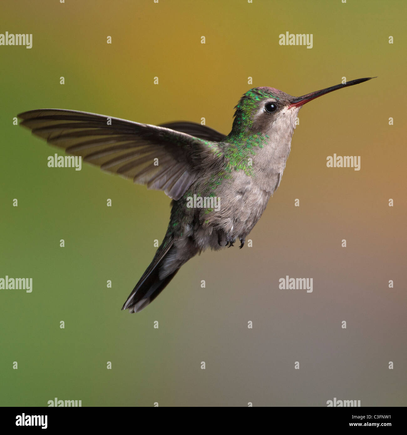 Broad-billed Hummingbird Female Flying, Hovering Stock Photo - Alamy