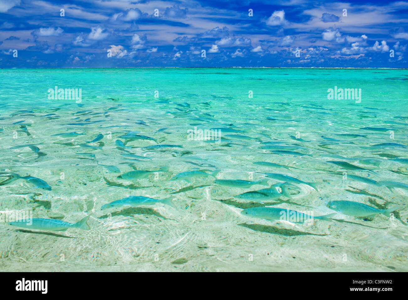 Plenty of fish hi-res stock photography and images - Alamy