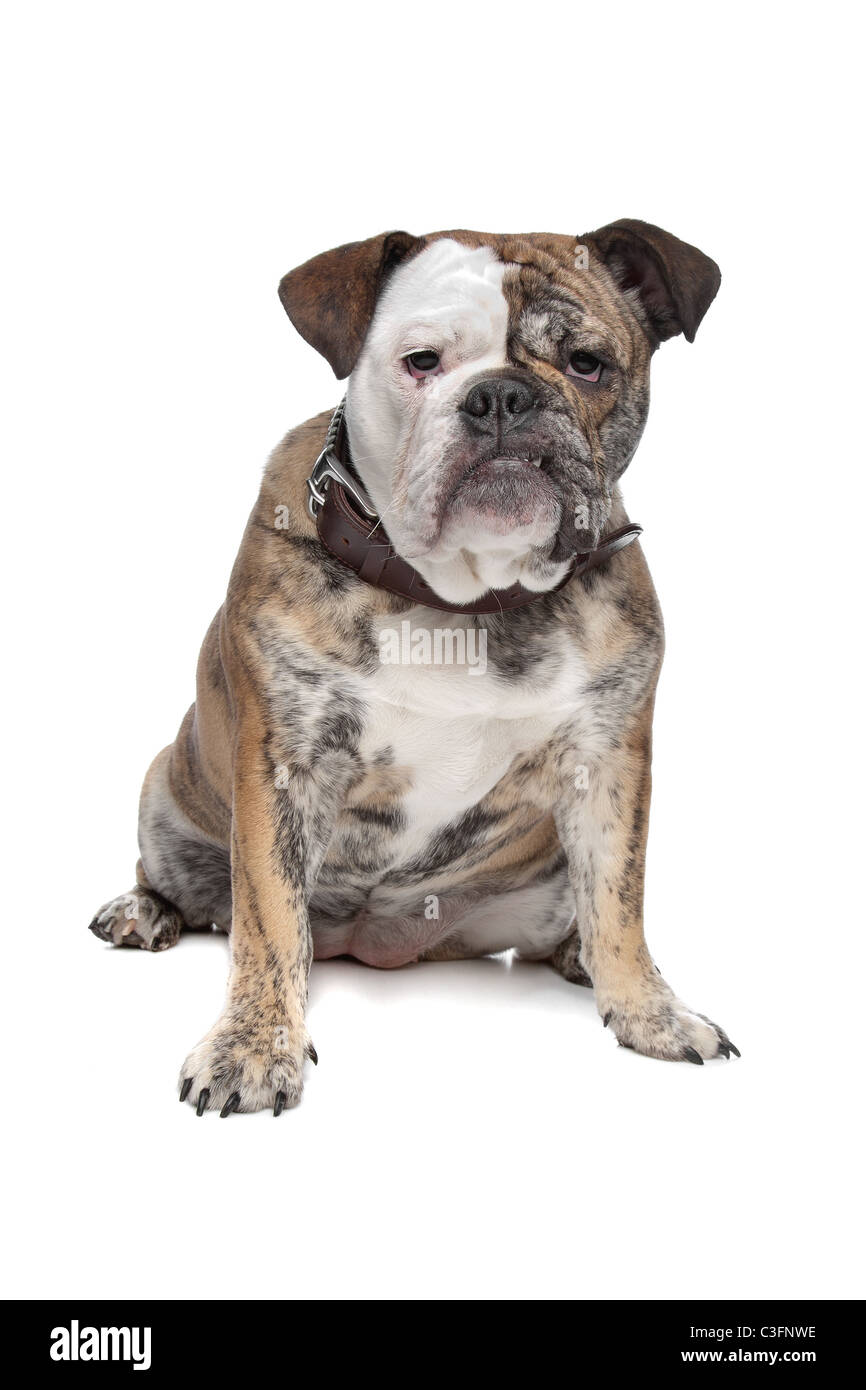 English bulldog in front of a white background Stock Photo - Alamy