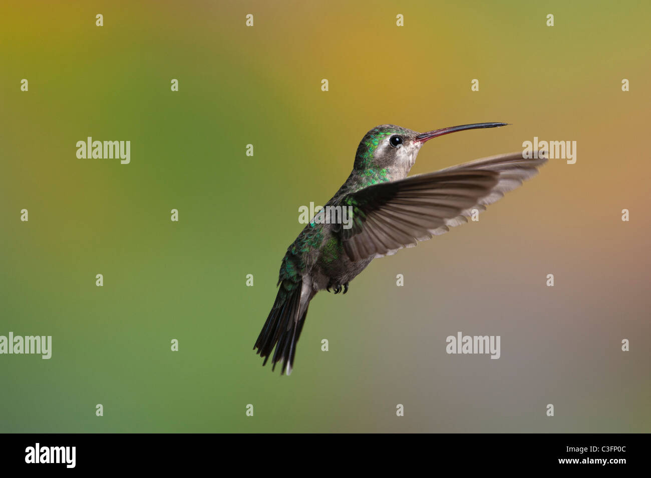 Broad-billed Hummingbird Female Flying, Hovering Stock Photo - Alamy